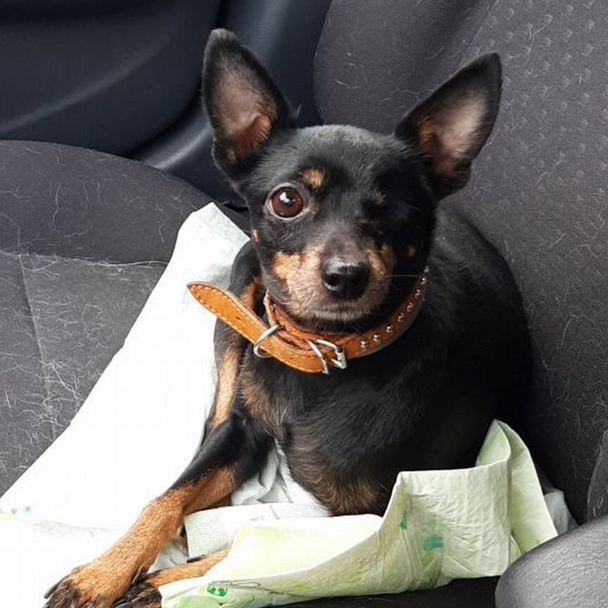 Русский той-терьер, взрослая собака