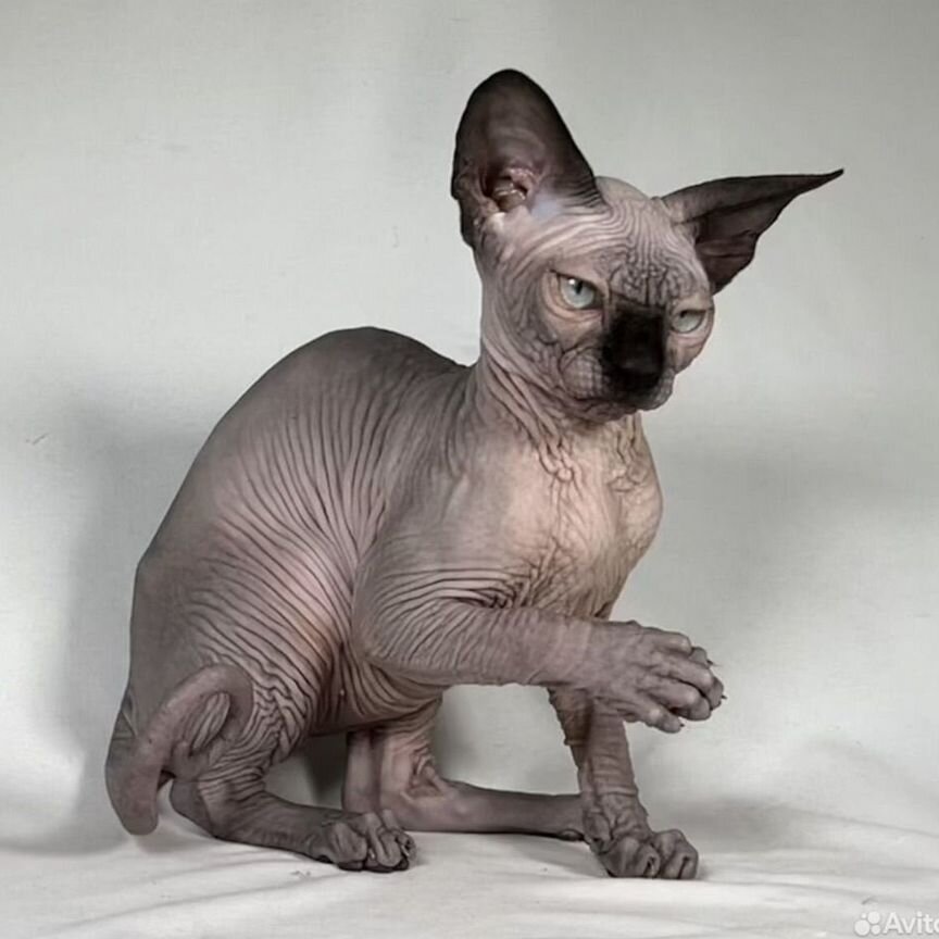 Канадский сфинкс девочка