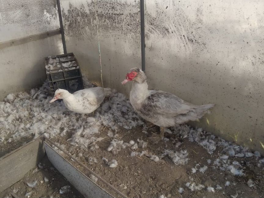 Селезень индоутки белый