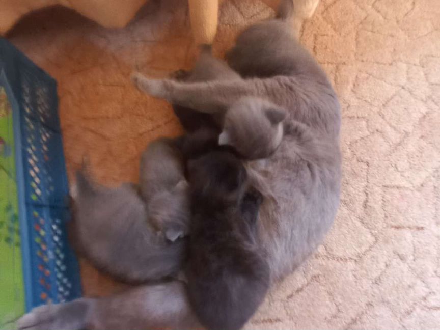 Кошка в дар бесплатно