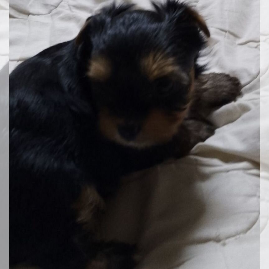 Йоркширский терьер, щенок