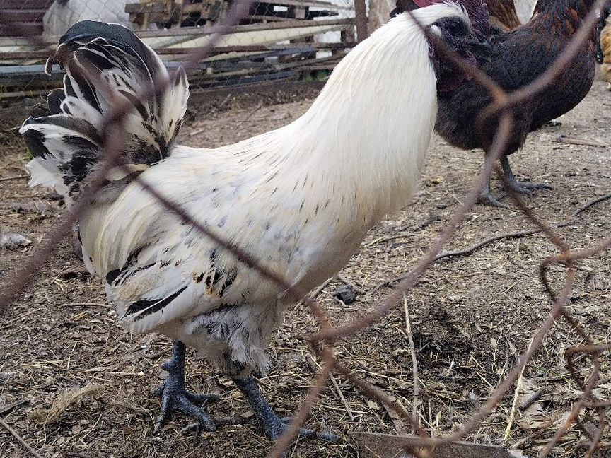 Петух лакеданзи