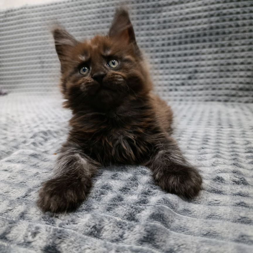 Мейн-кун котёнок