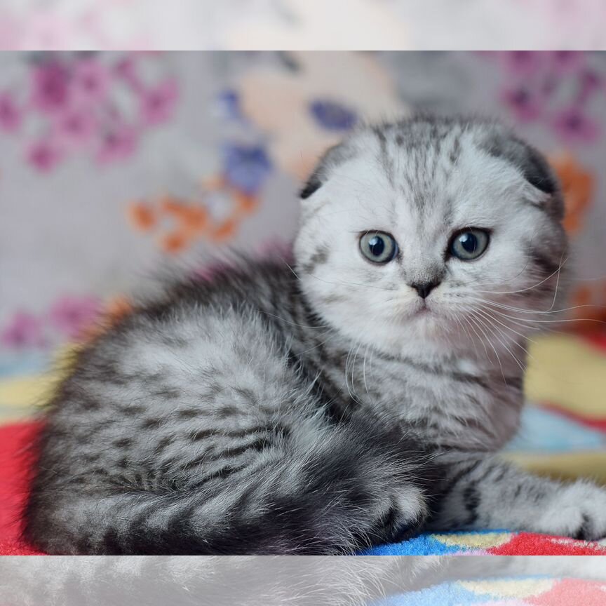 Шотландские вислоухие серебристые котята