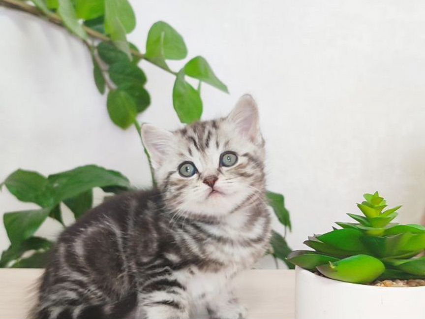 Шотландские котята