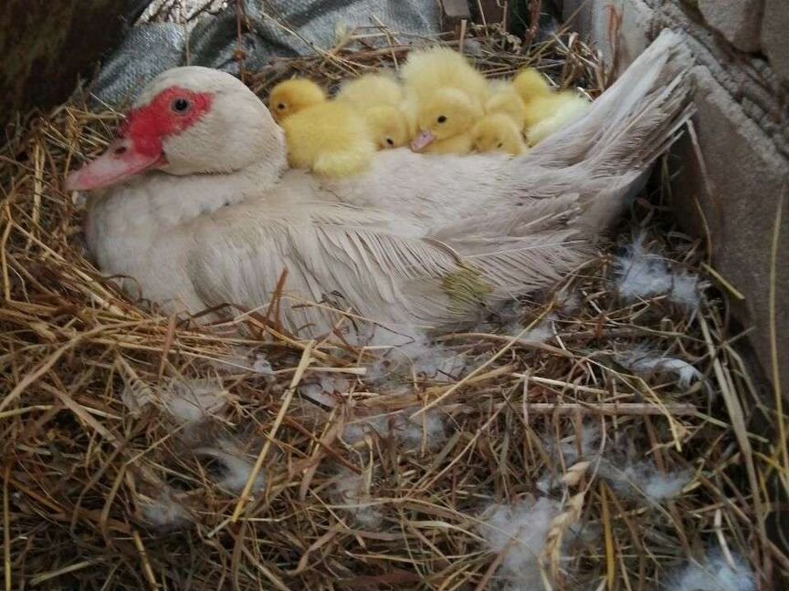 Мускусные утки,гуси