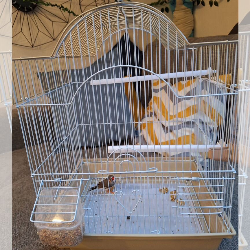 Амадин зебровый