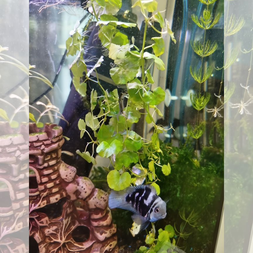 Щитолистник для аквариума