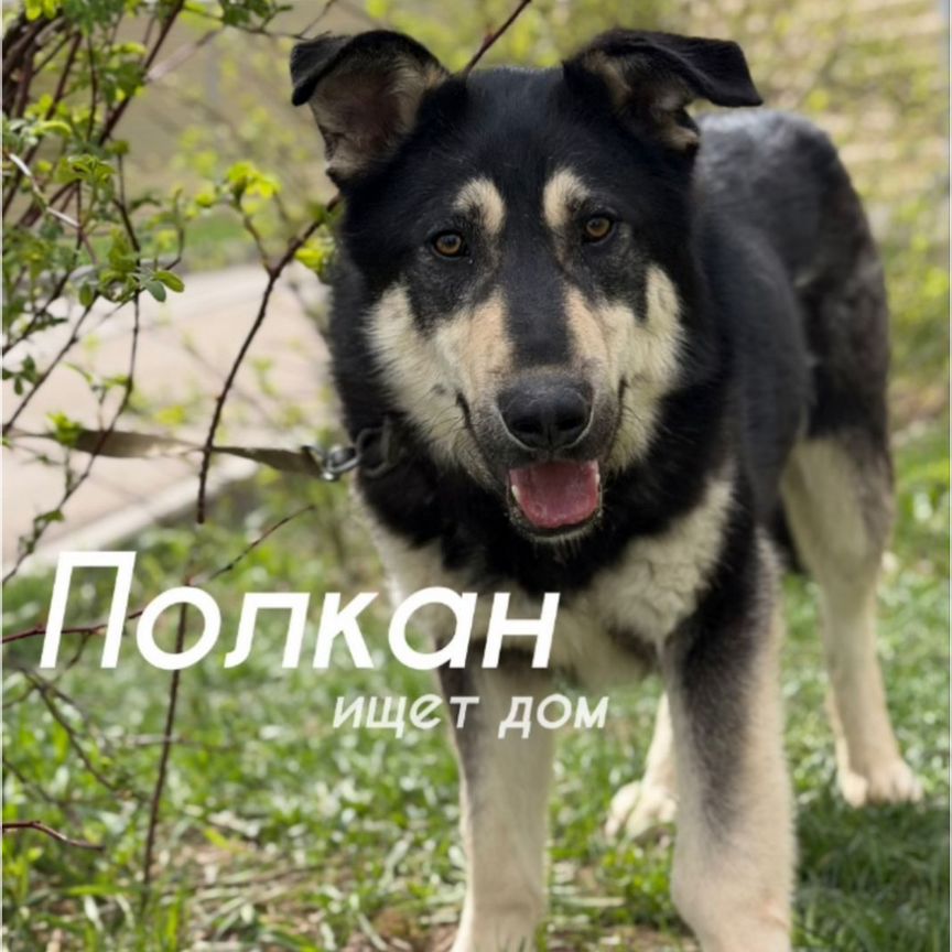 Взрослый пёс в добрые руки