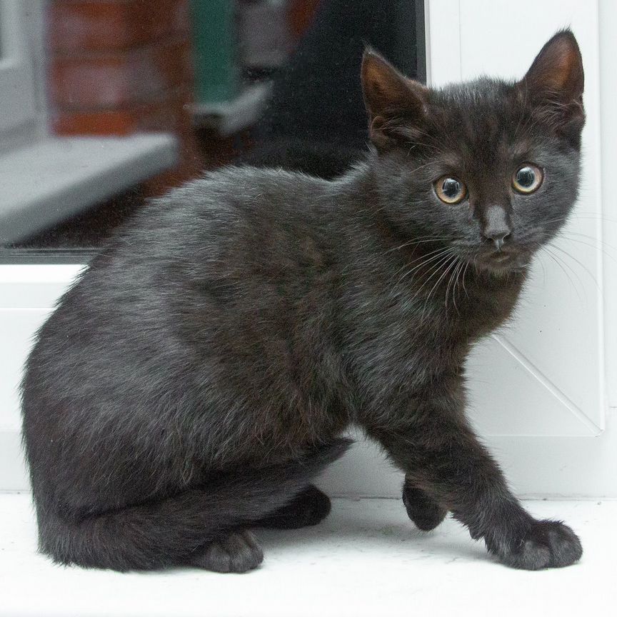 Черный котенок в добрые руки бесплатно