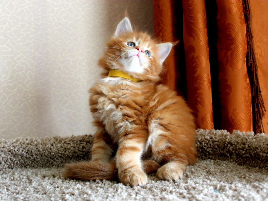 Котята мейн-кун