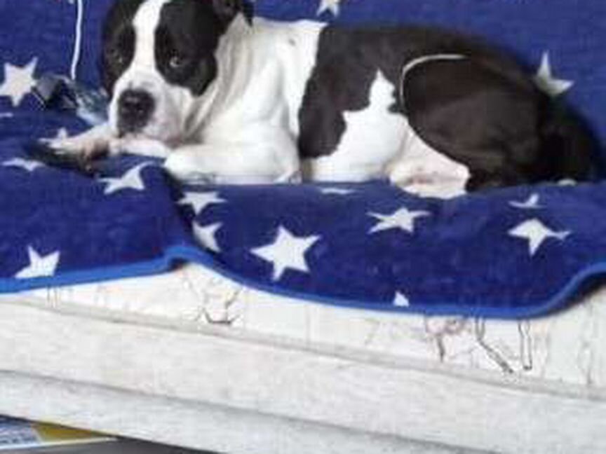 Вязка Американский стафф