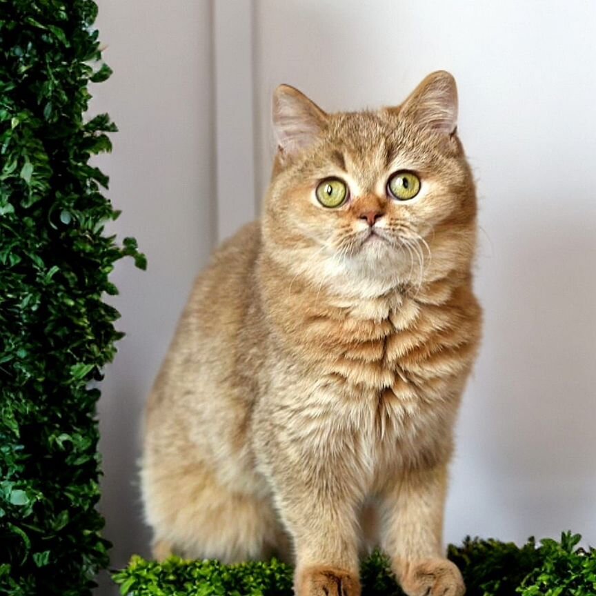 Британские котята