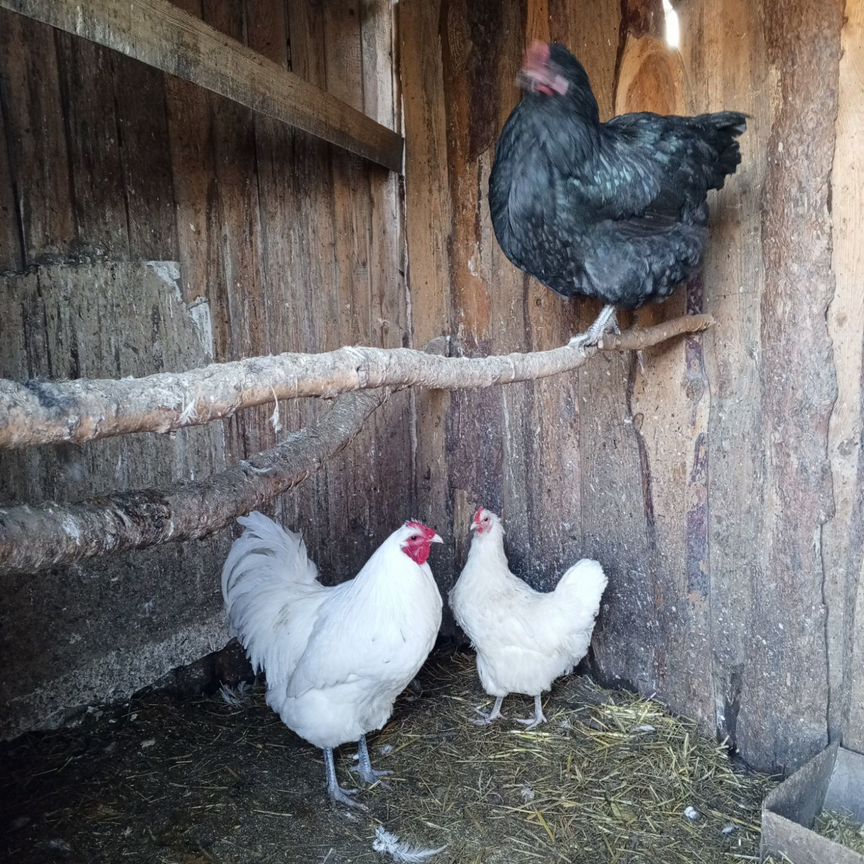 Инкубационное яйцо породистых кур