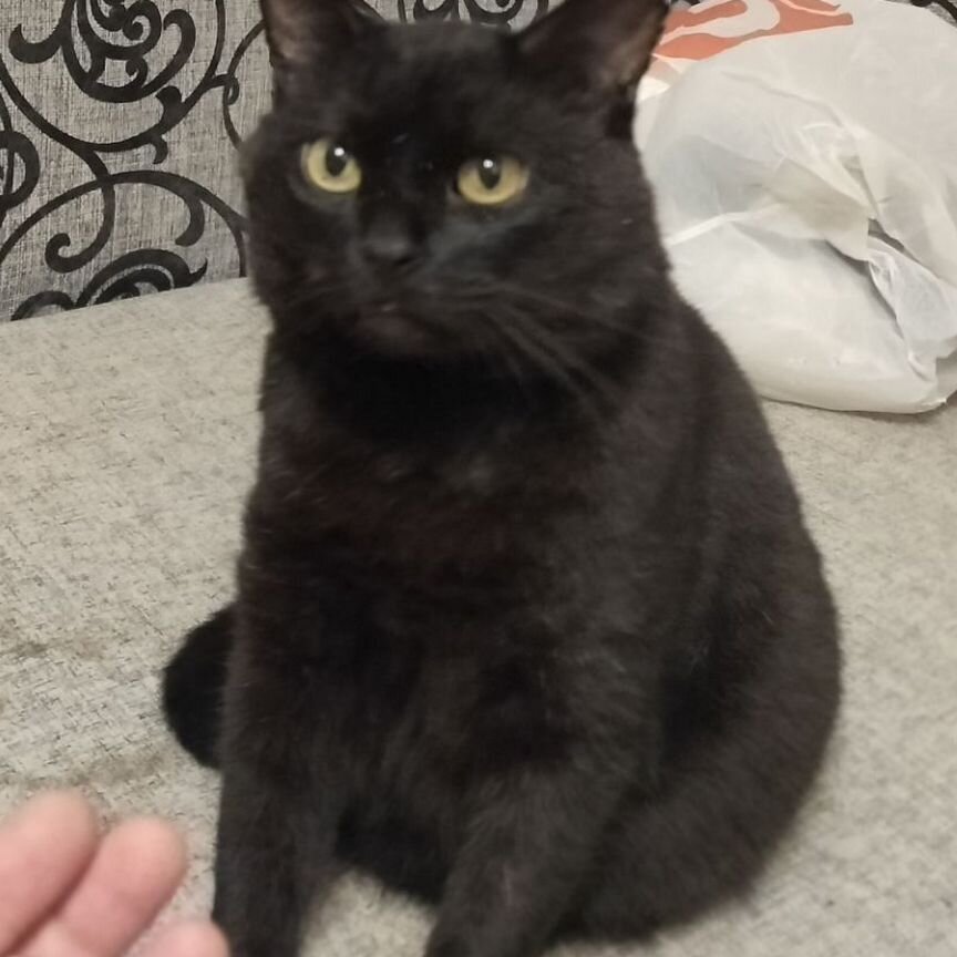 Взрослый кот в добрые руки