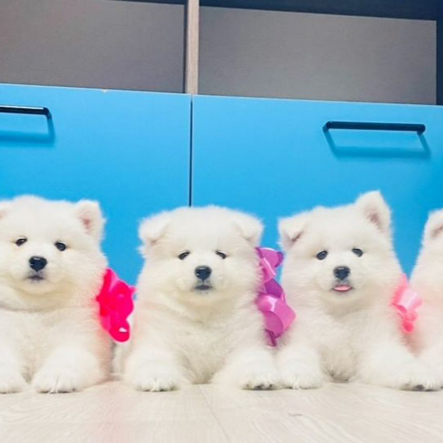 Чудесные малыши самоедики от заводчика