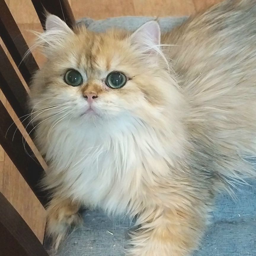 Шотландский прямоухий длинношёрстный котёнок