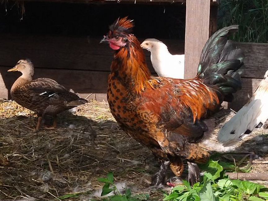 Молодые петухи