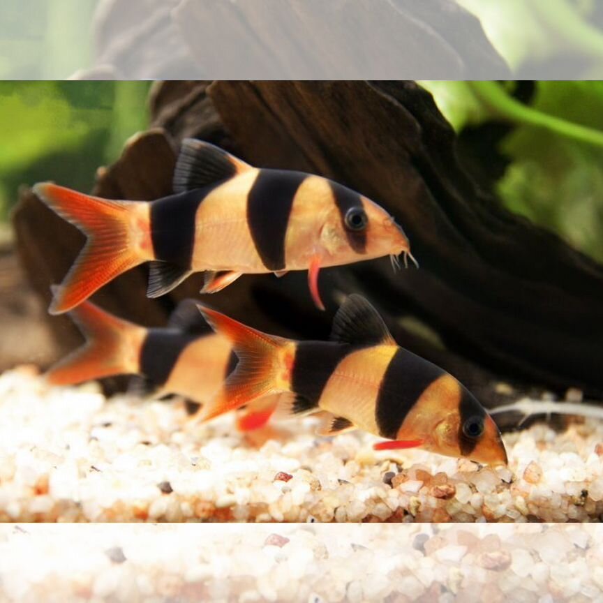 Рыбки, сомики (возможен обмен )