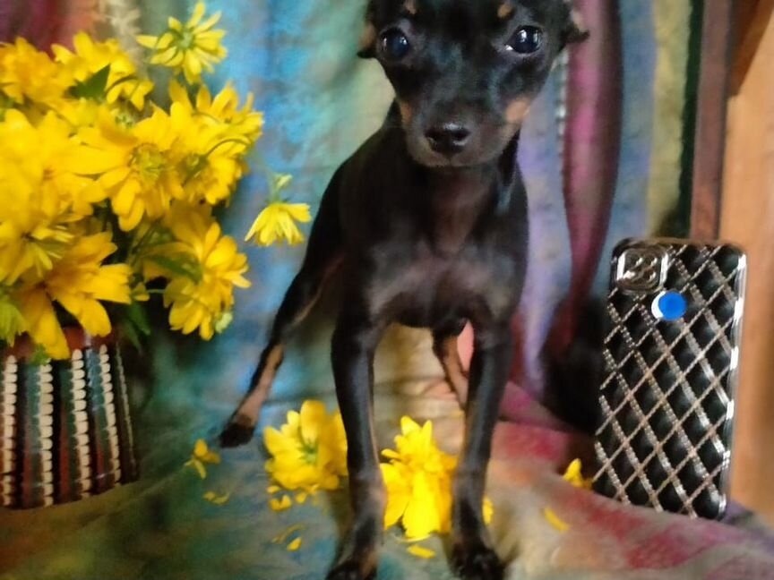 Девочка клякса 4 мес