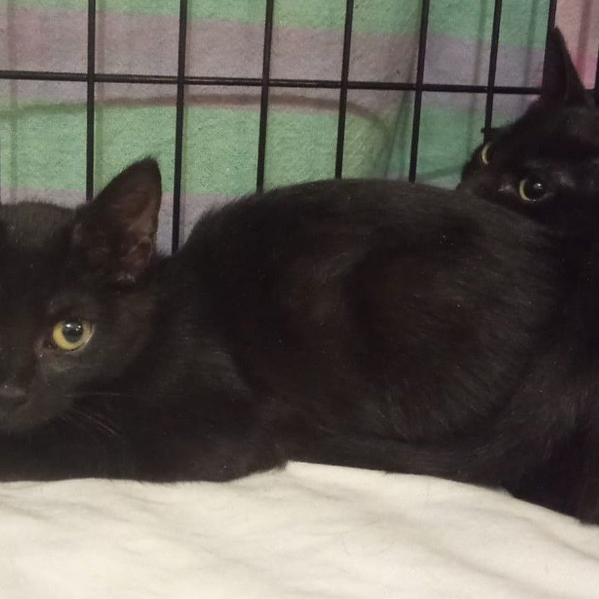 Очень черные котята