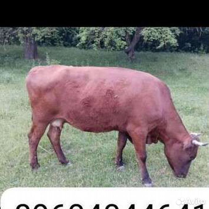 Яловая Корова