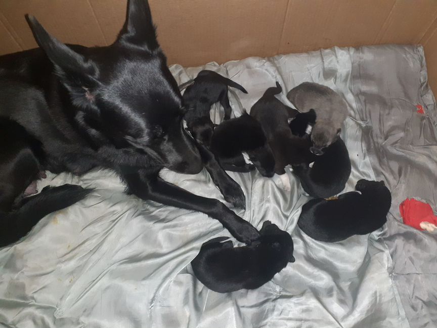 Щенки лайки