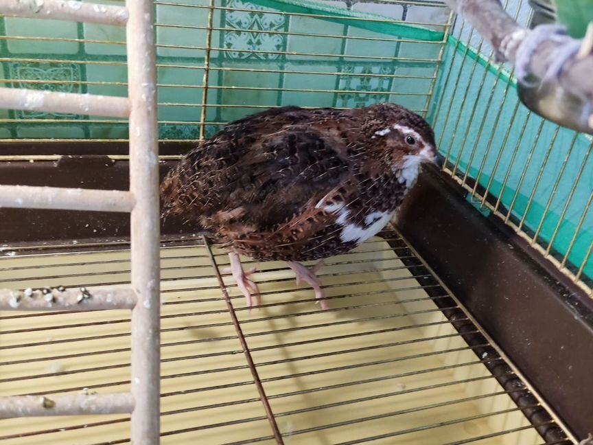 Перепел японский, в добрые руки/живой уголок