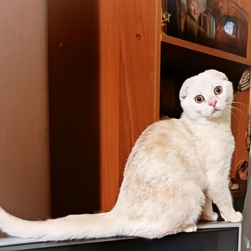 Шотландский вислоухий короткошёрстный котёнок