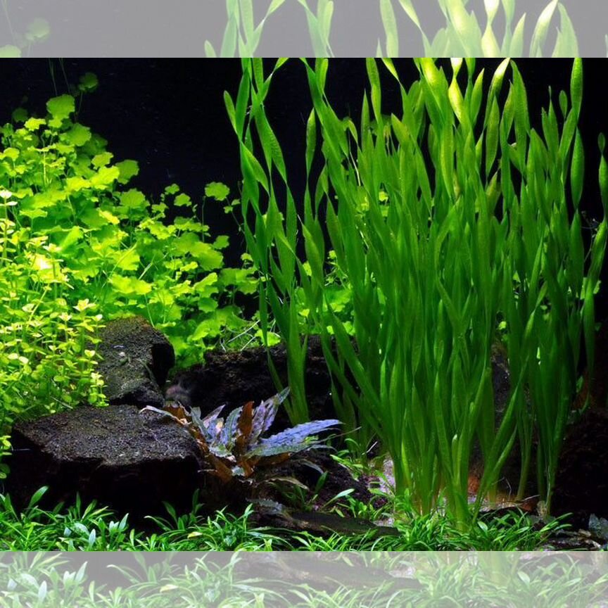Аквариумное растение: валлиснерия, кладофора