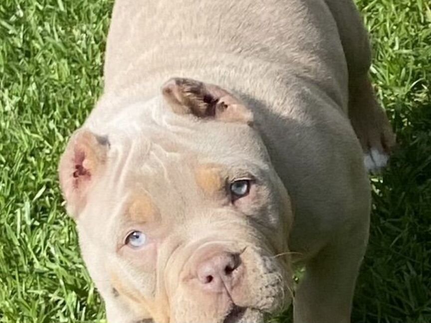 Девчонка Американского булли