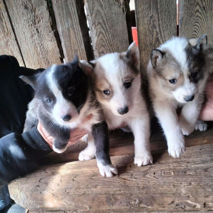 Западносибирская лайка, щенок