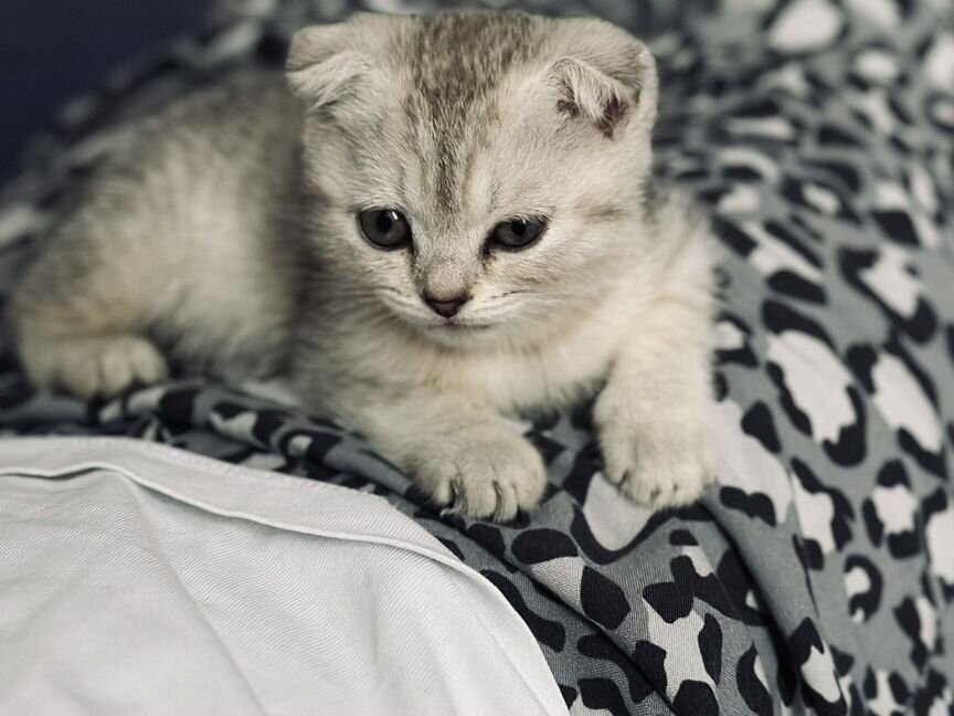 Шотландский вислоухий котенок