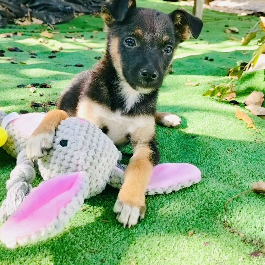 Маленькая собака в добрые руки