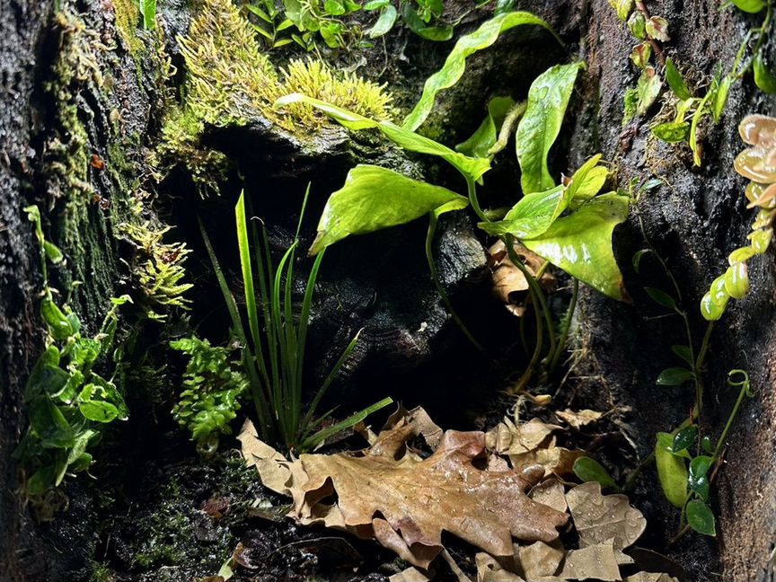 Террариум оформленный