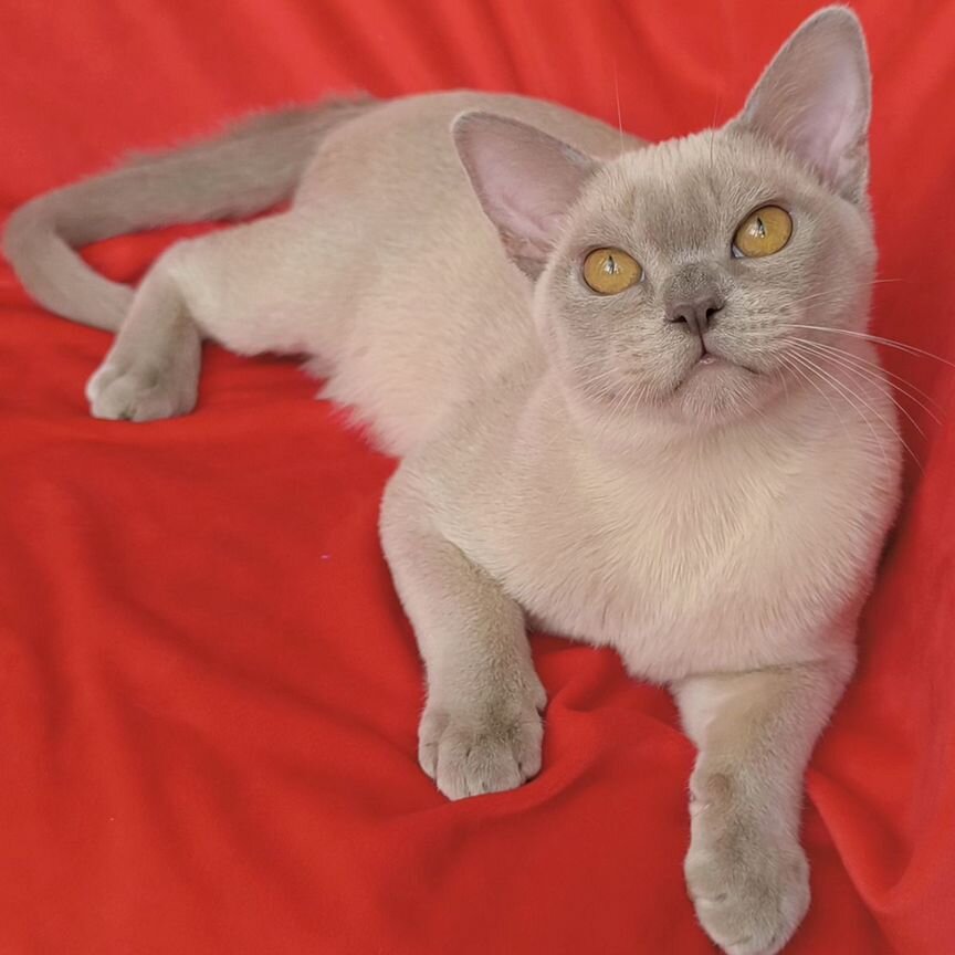 Европейский бурманский котёнок