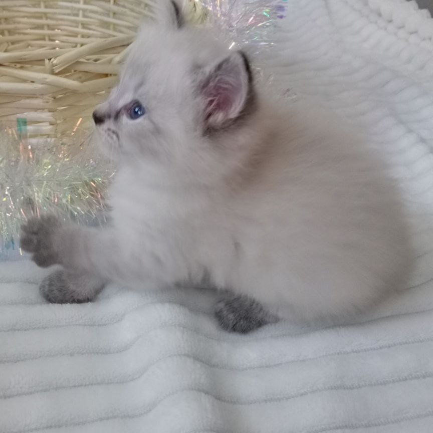 Сибирский котёнок