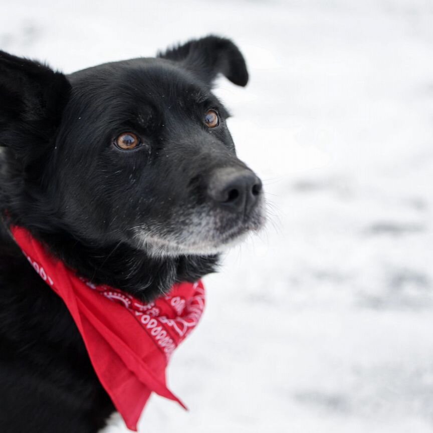 Взрослый пёс в добрые руки