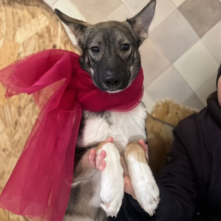 Щенок в добрые руки