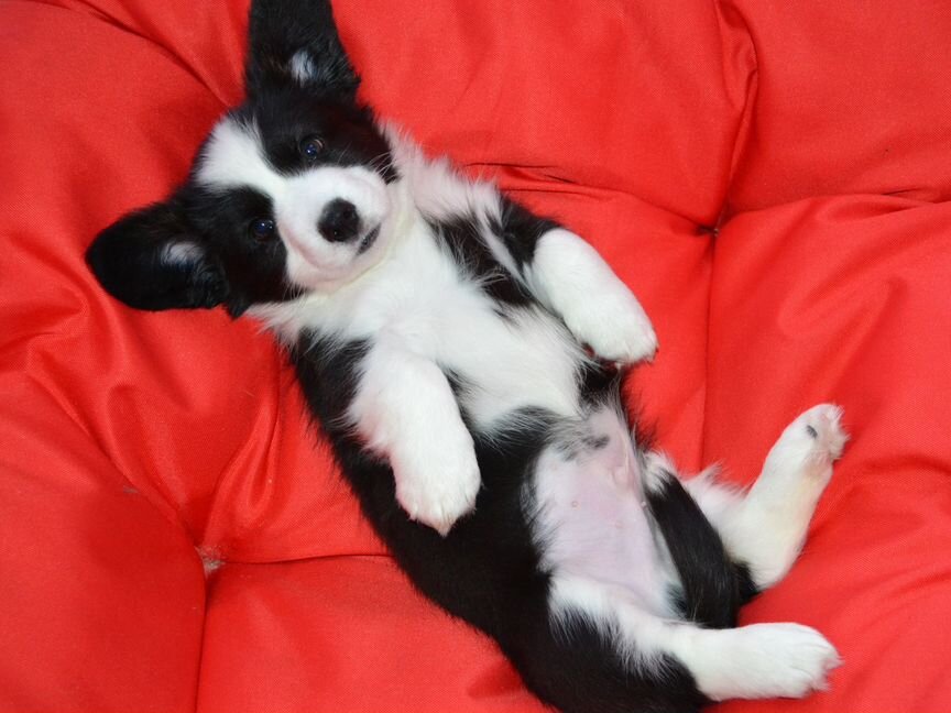 Супер мягкий парень) Флаффи)