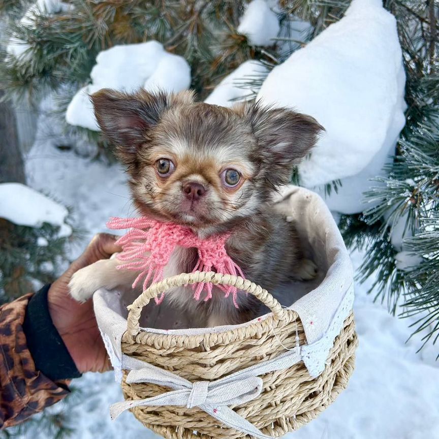 Чихуахуа, щенок