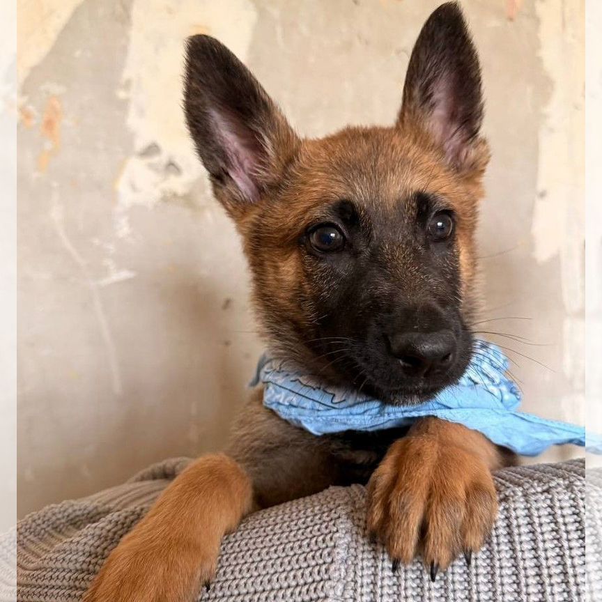 Щенок в добрые руки