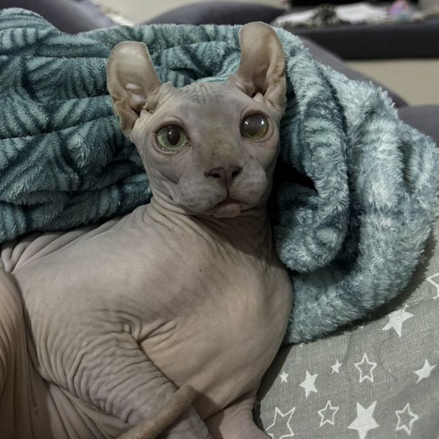 Канадский сфинкс котёнок