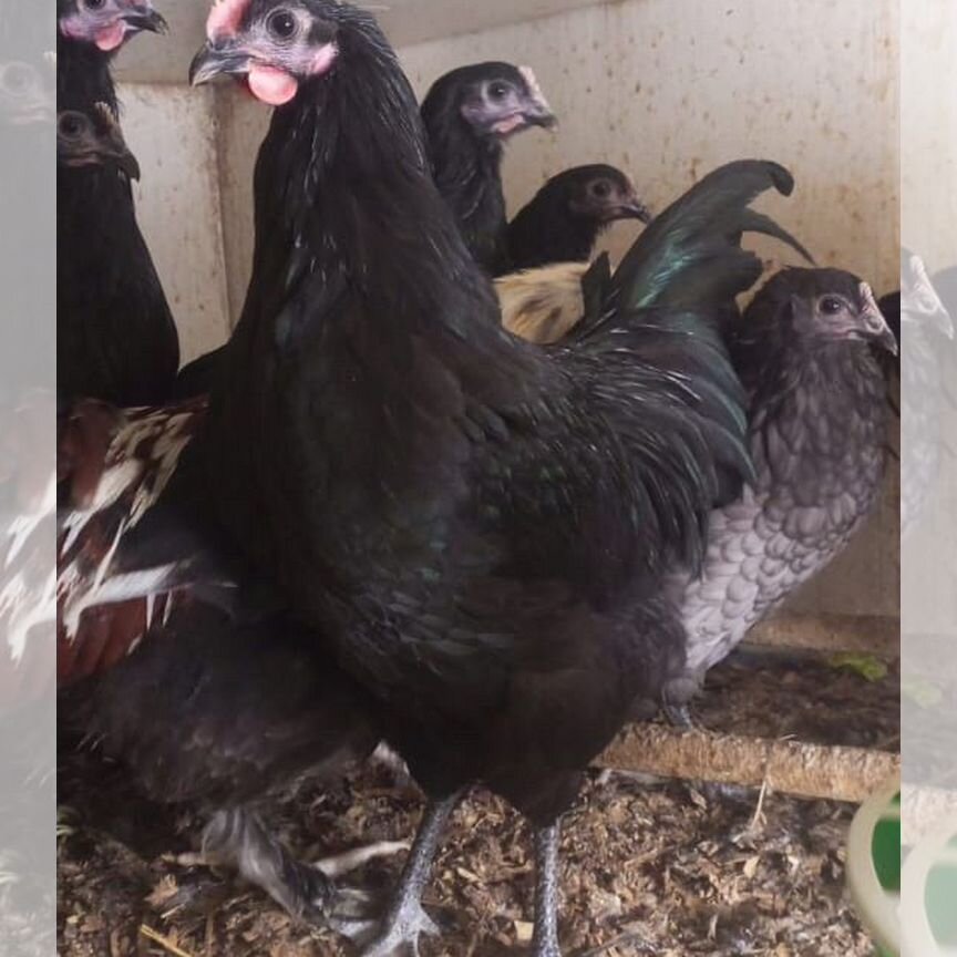 Петух австралорп