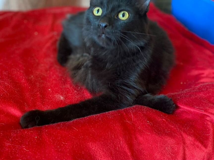 Котенок черная прелесть