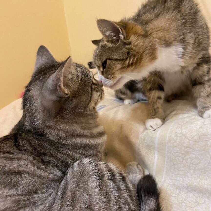 Понимающая, ласковая и очень добрая кошка Соня