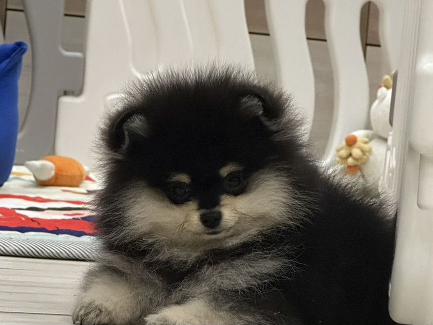 Померанский шпиц