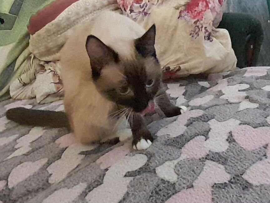 Кошечка в добрые руки