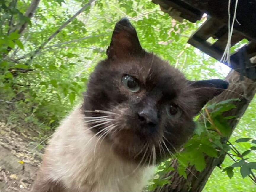Сиамский кот выживает на улице. Помогите с передер