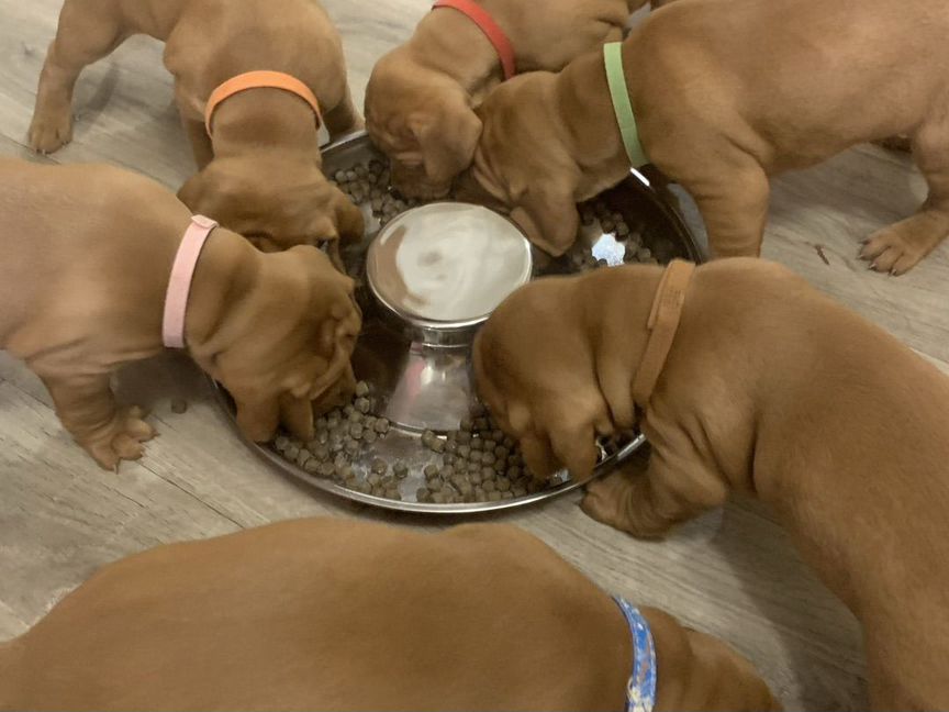 Миска для щенков